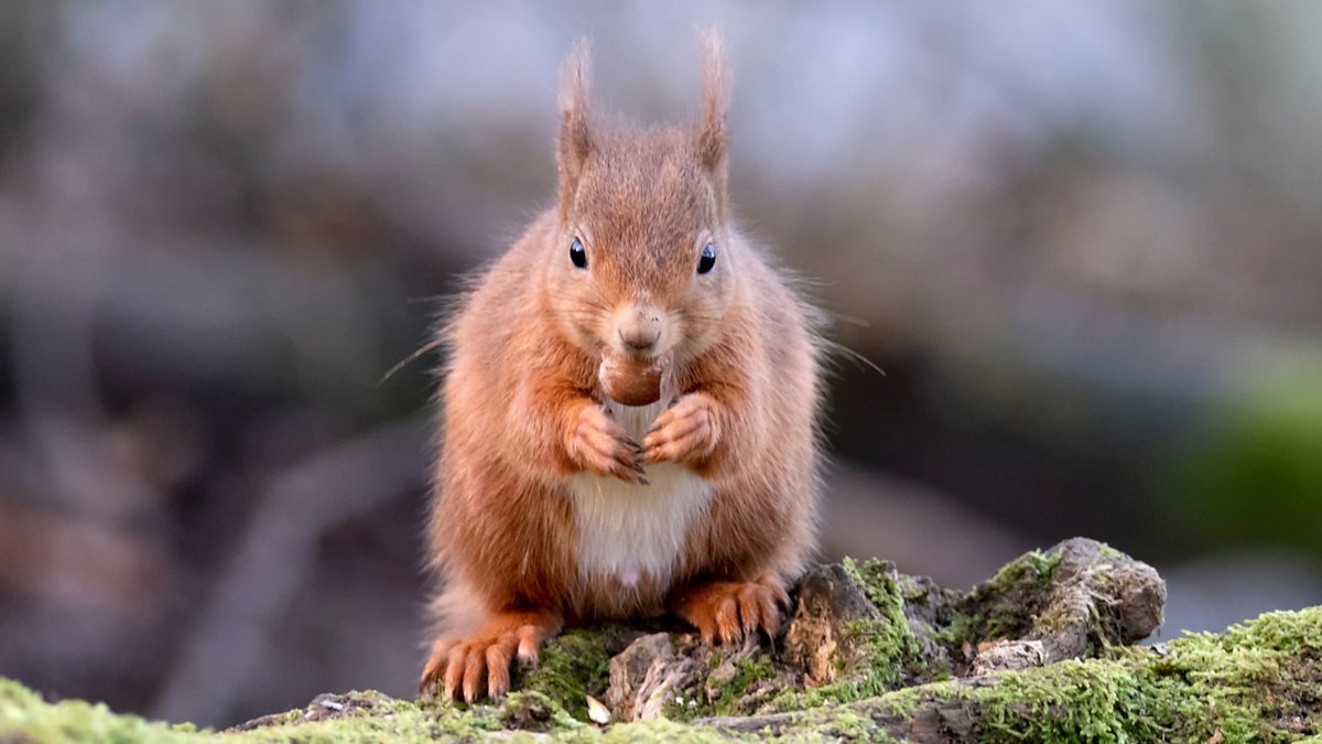 BBC Scotland - Sonic Snackbox, Series 1, Red squirrels … and the ...