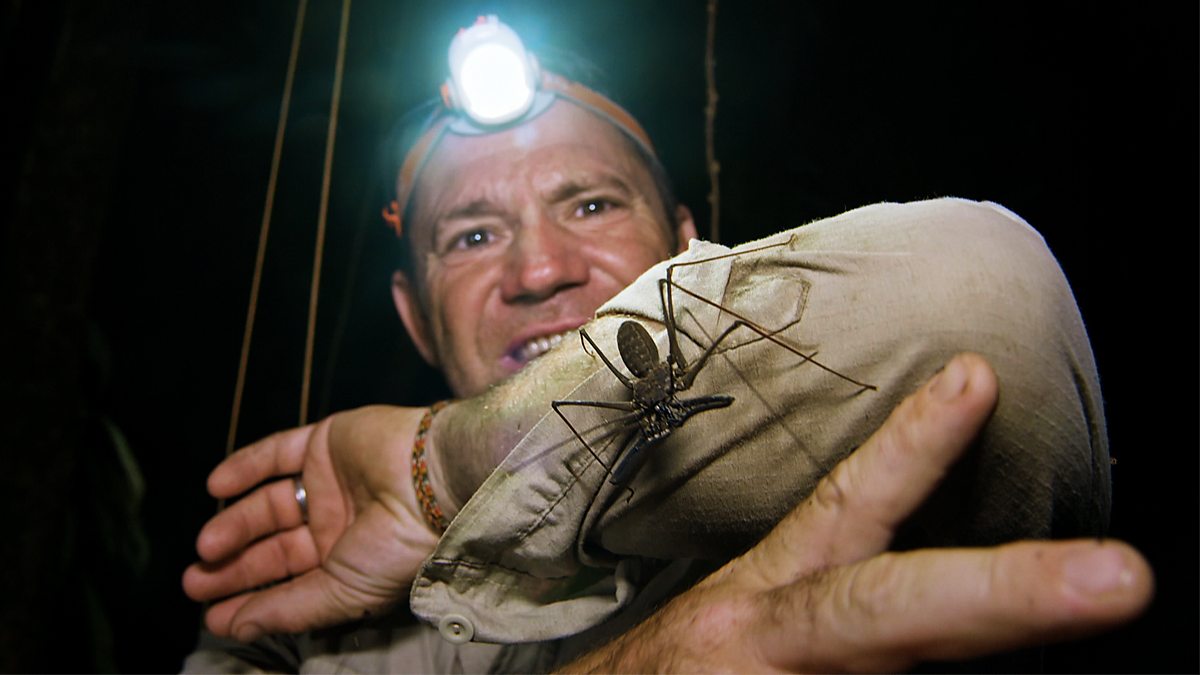 Deadly 60 - Series 4: 9. Ecuador Jungle - BBC iPlayer