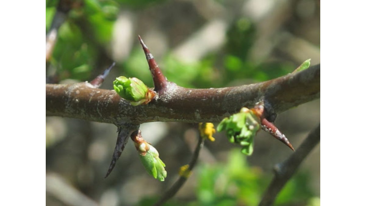 BBC Radio 4 - The Passion in Plants, The Road to the Cross - Hawthorn ...