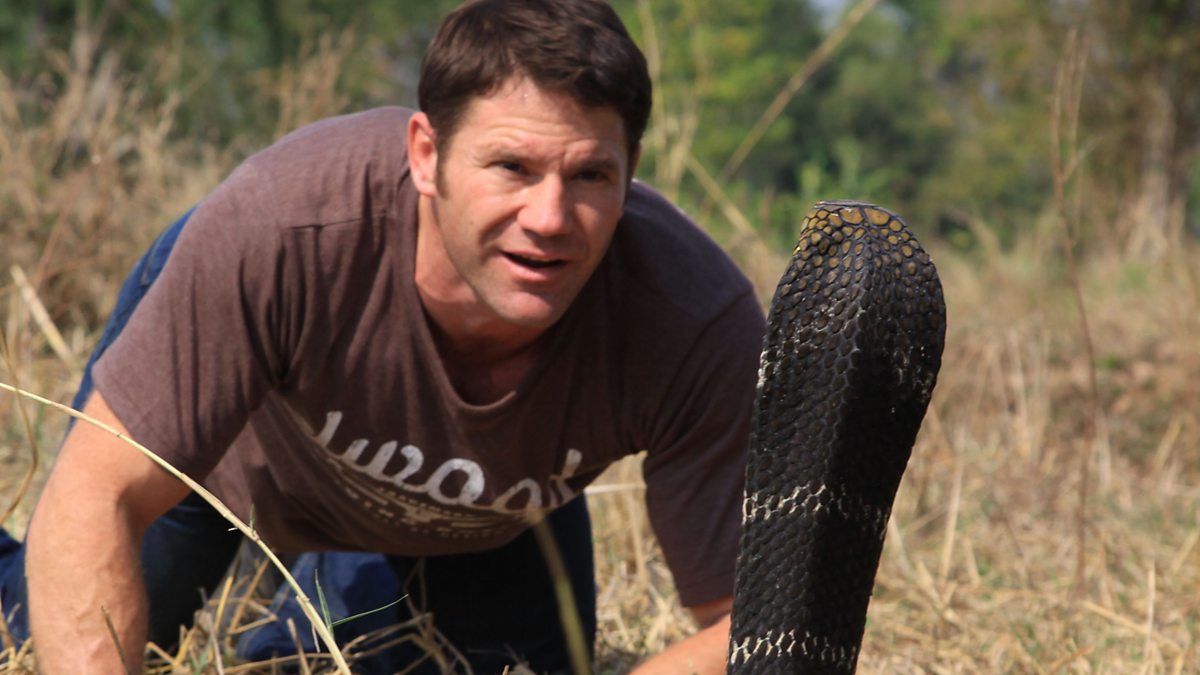 Deadly 60 - Series 2: 13. Thailand - BBC iPlayer