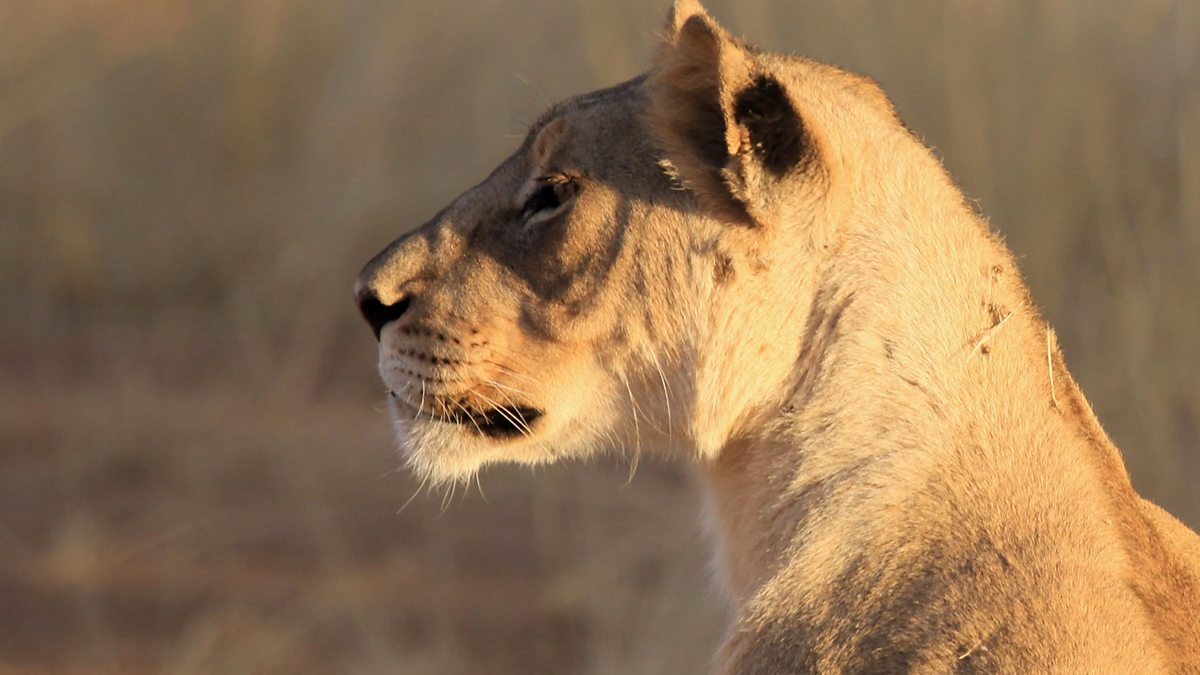 Deadly 60 - Series 2: 22. Tracks and Signs - BBC iPlayer