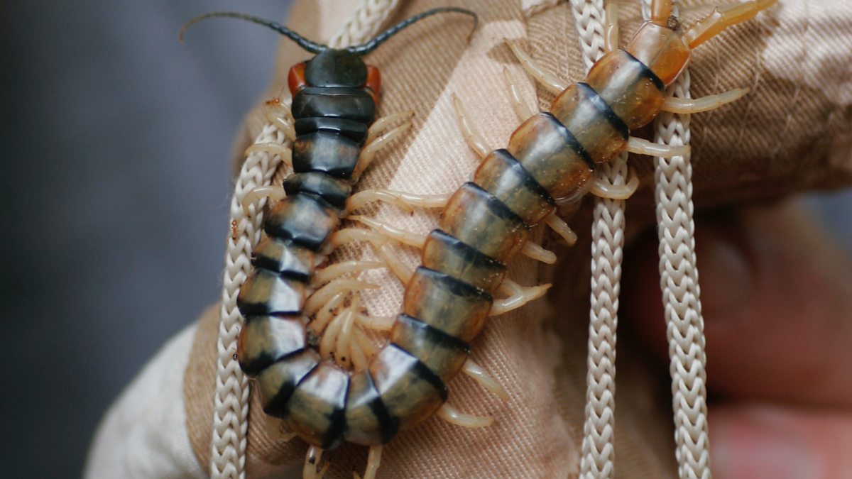 Deadly 60 - Series 2: 25. Unseen - BBC iPlayer