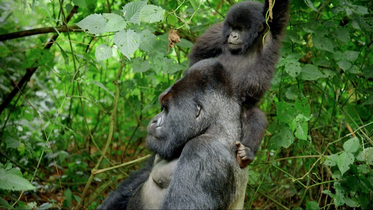 BBC One - Primates, Series 1, Secrets of Survival, Even silverbacks ...