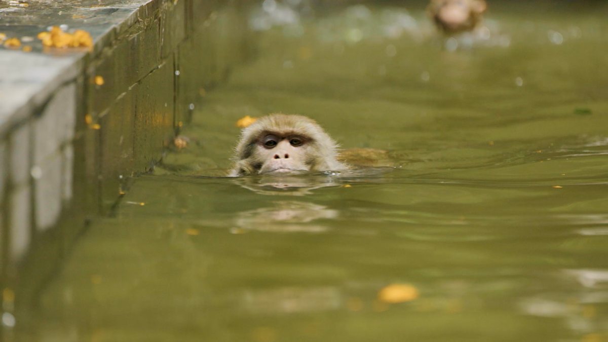 BBC One - Primates, Series 1, Secrets of Survival, Web exclusive: Pool ...