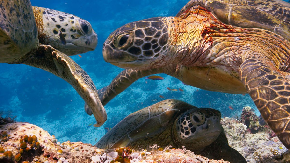 BBC World Service - Newsday, Measuring how marine life could benefit ...