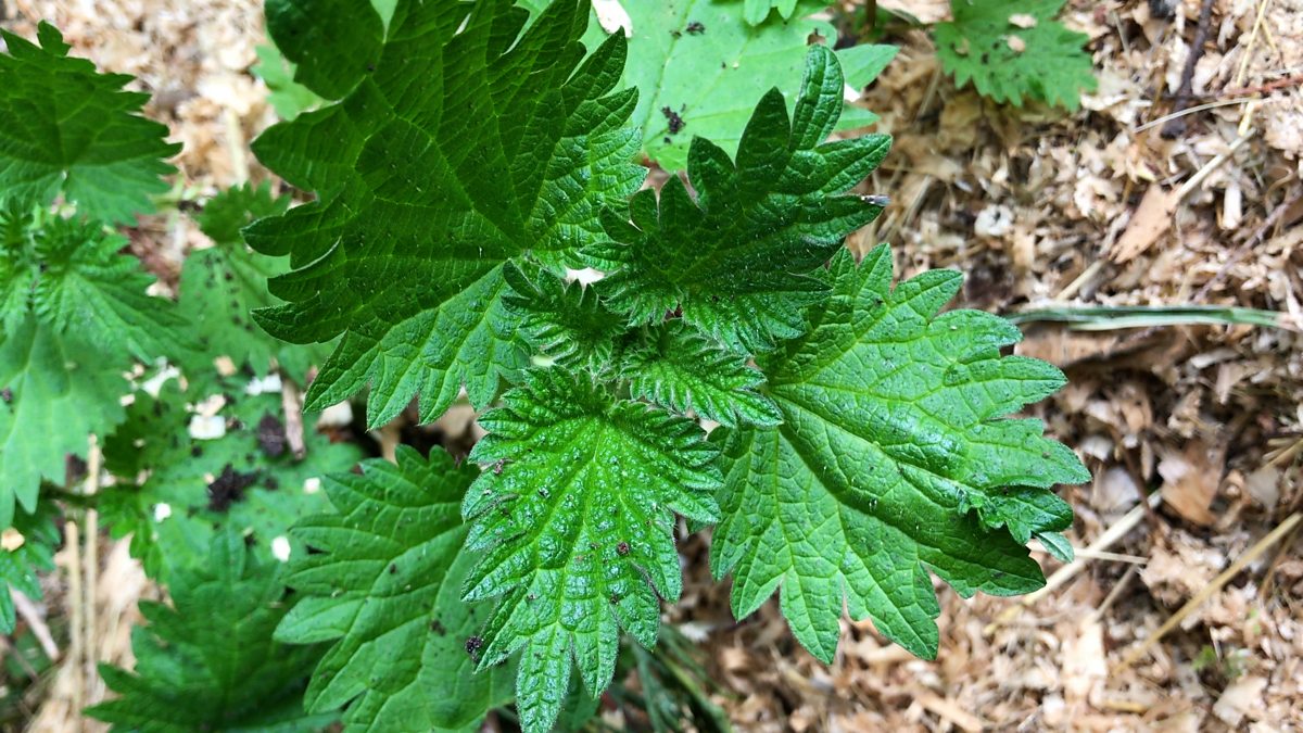BBC Radio Ulster - Gardeners' Corner, The weed that's a super food for ...