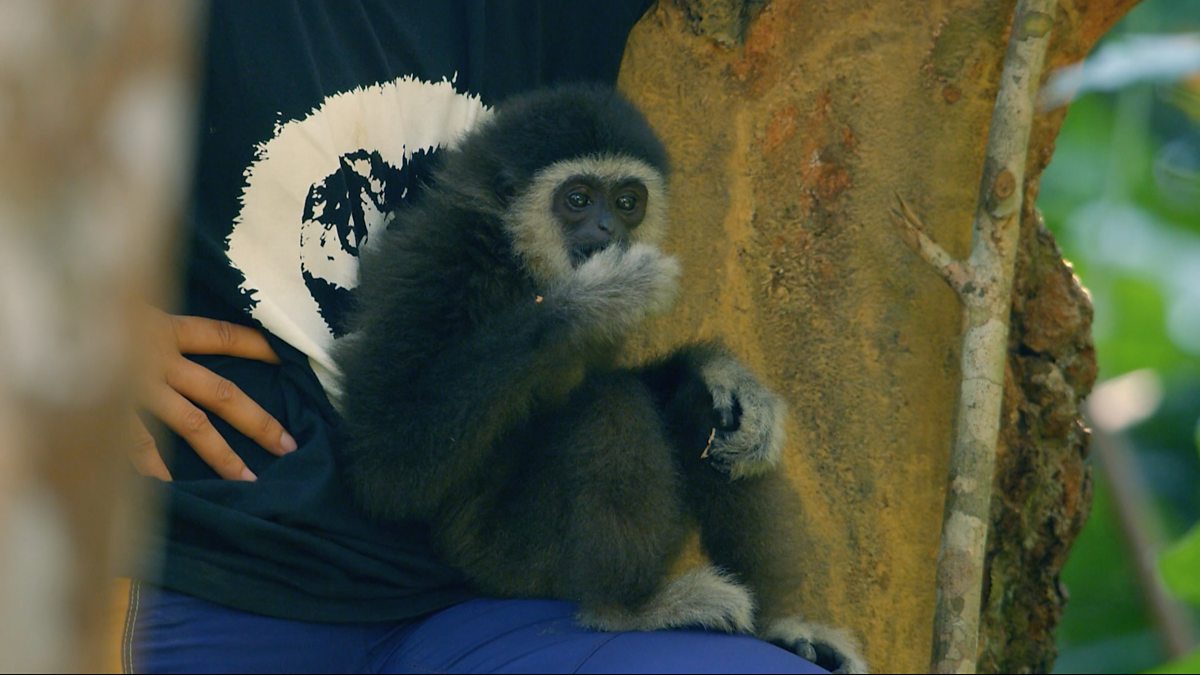 BBC One - Primates, Series 1, Family Matters, Too cute? Leading the ...