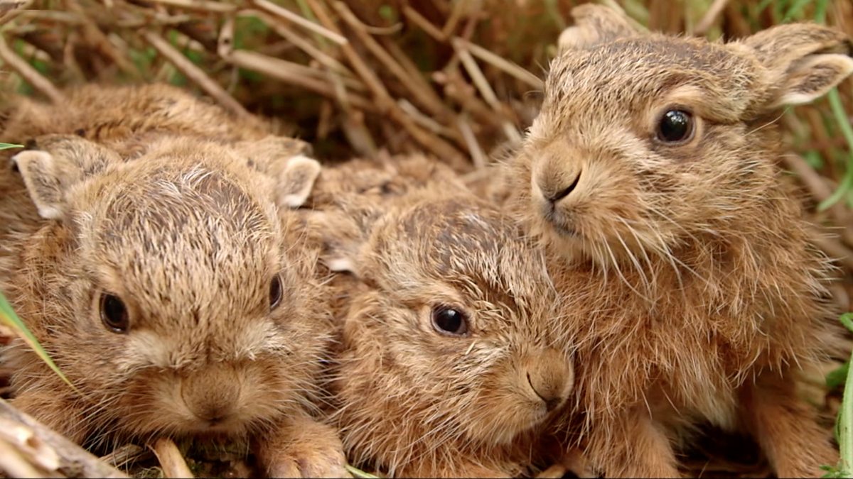 BBC Two - Springwatch, Springwatch 2020 - The Big Announcement