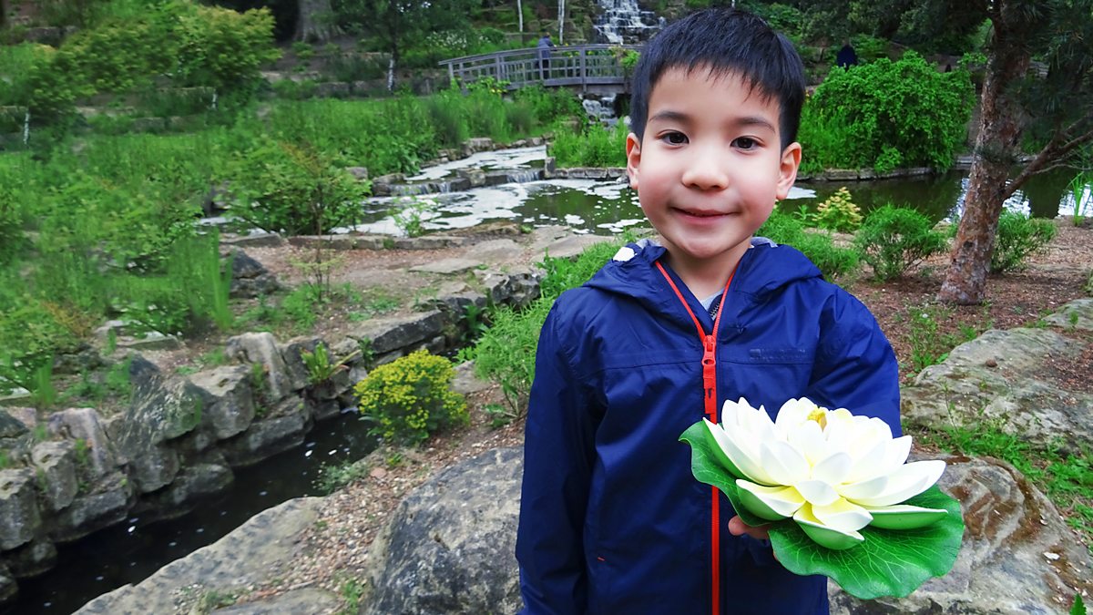 My First Festivals - Series 1: 9. Vesak - BBC iPlayer