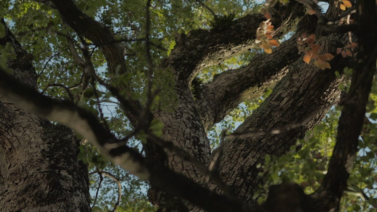 BBC World Service - Witness History, Hiroshima's trees of hope