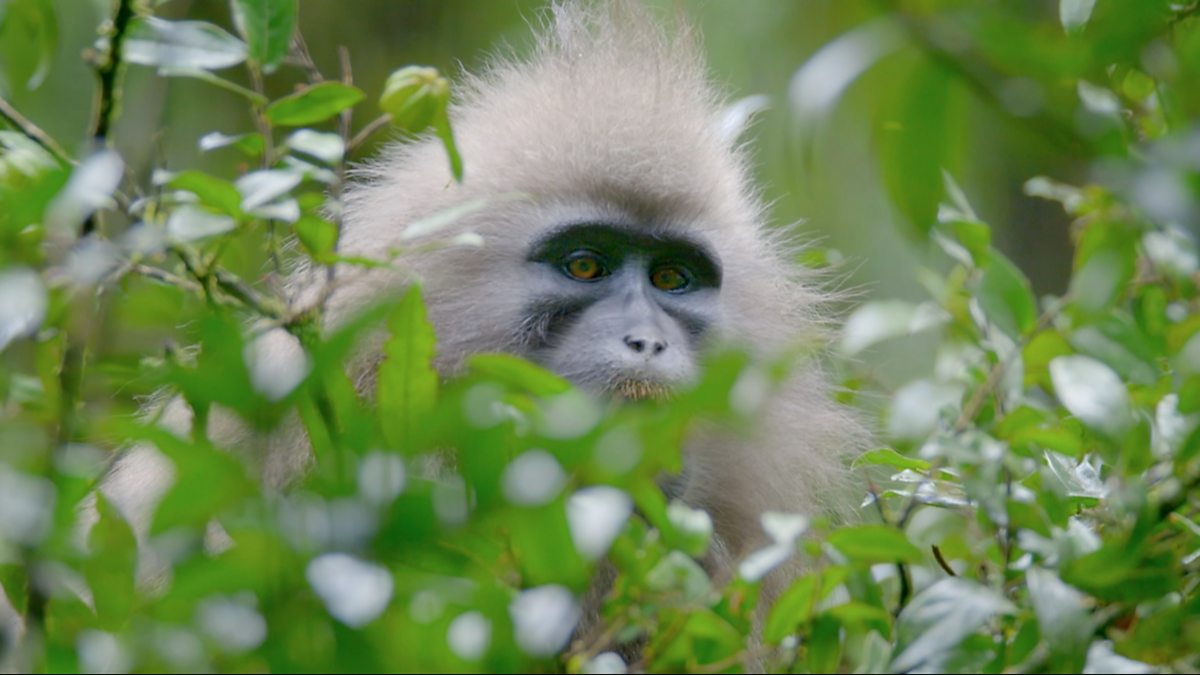 BBC One - Primates, Series 1, Protecting Primates, Conservationist on ...