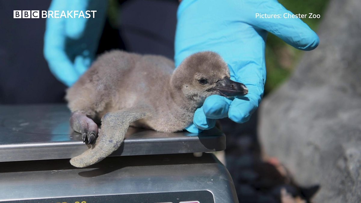 BBC One - Breakfast, Five penguins are named after NHS heroes