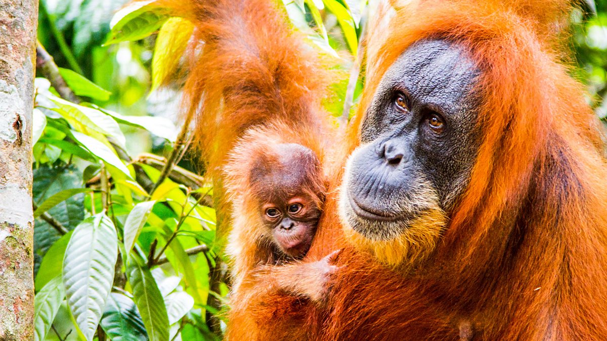 BBC One - Primates, Series 1, Protecting Primates