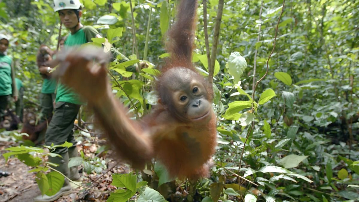 BBC One - Primates, Series 1, Protecting Primates, Baby orang climbing ...
