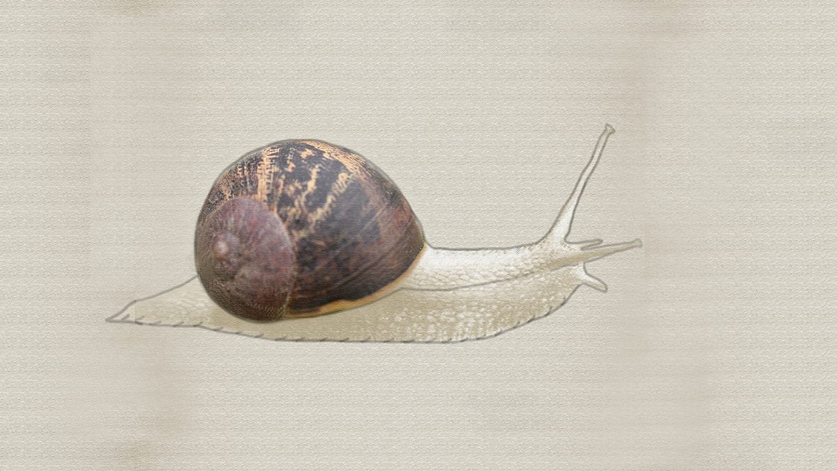 BBC Radio 4 - Knight Fights Giant Snail