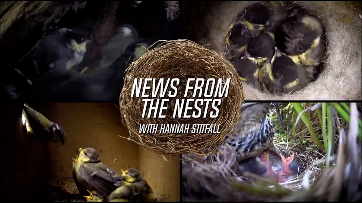 BBC Two - Springwatch, News from the Nests
