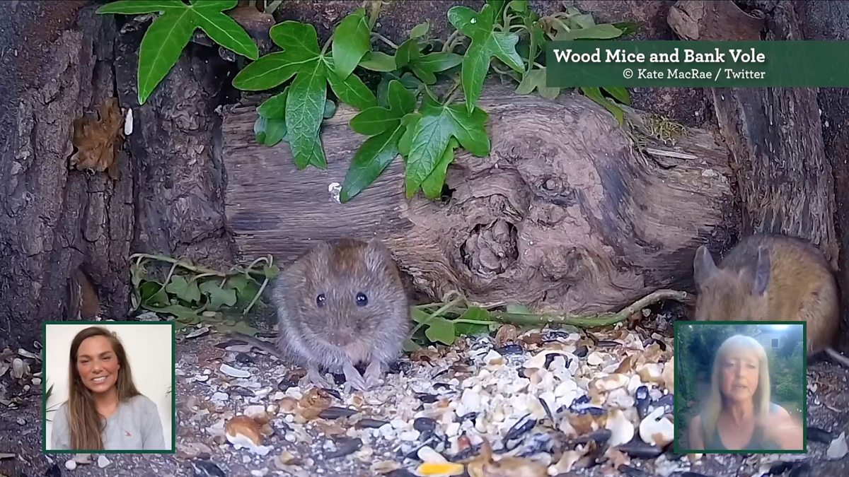 BBC Two - Springwatch, 2020, News from the Nests – 19th May