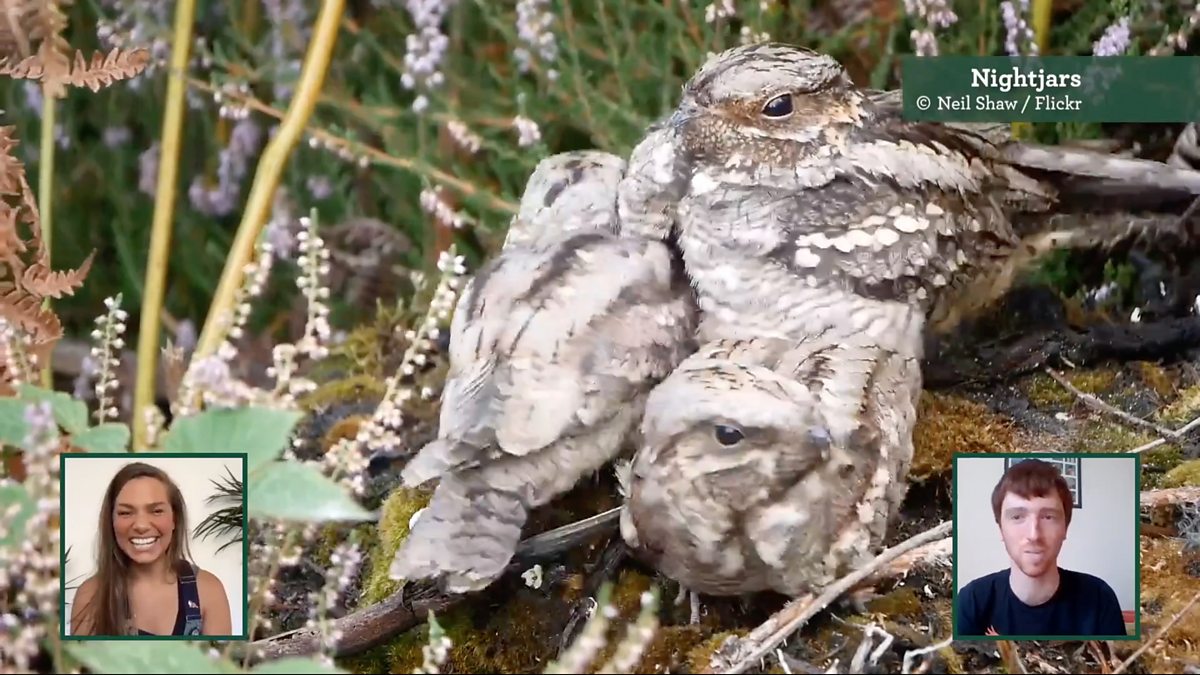 BBC Two - Springwatch, 2020, Wildlife from your Window – 20th May