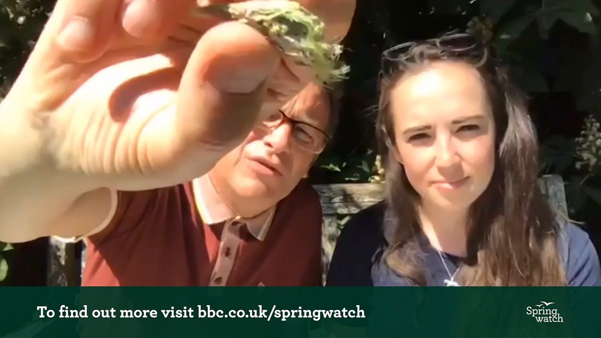BBC Two - Springwatch, 2020, Out to Lunch – 21st May