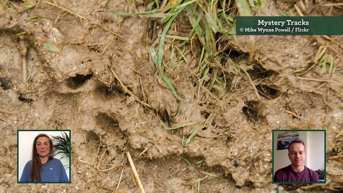 BBC Two - Springwatch, 2020, News from the Nests – 21st May