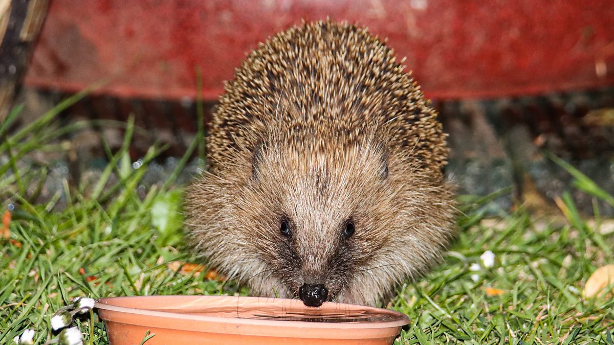 BBC Two - Springwatch, 2020, Episode 7 - Clips