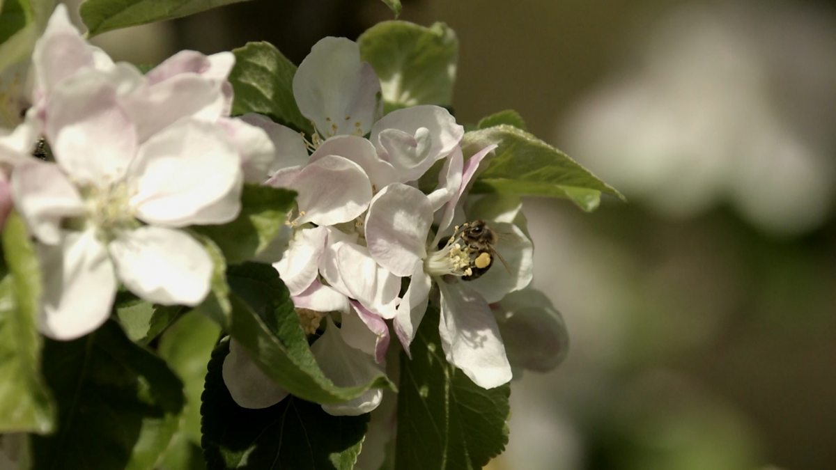 BBC Two - Springwatch, 2020, Episode 2, A moment of calm in an English ...
