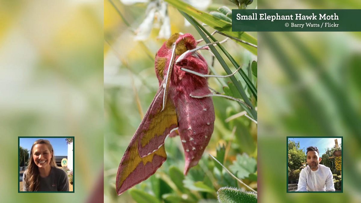 BBC Two - Springwatch, 2020, Wildlife from your Window – 29th May