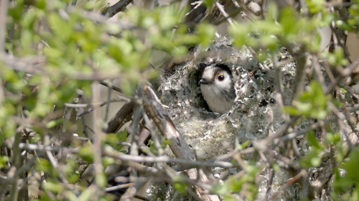 BBC Two - Springwatch, 2020, Episode 3, Iolo's backgarden birds