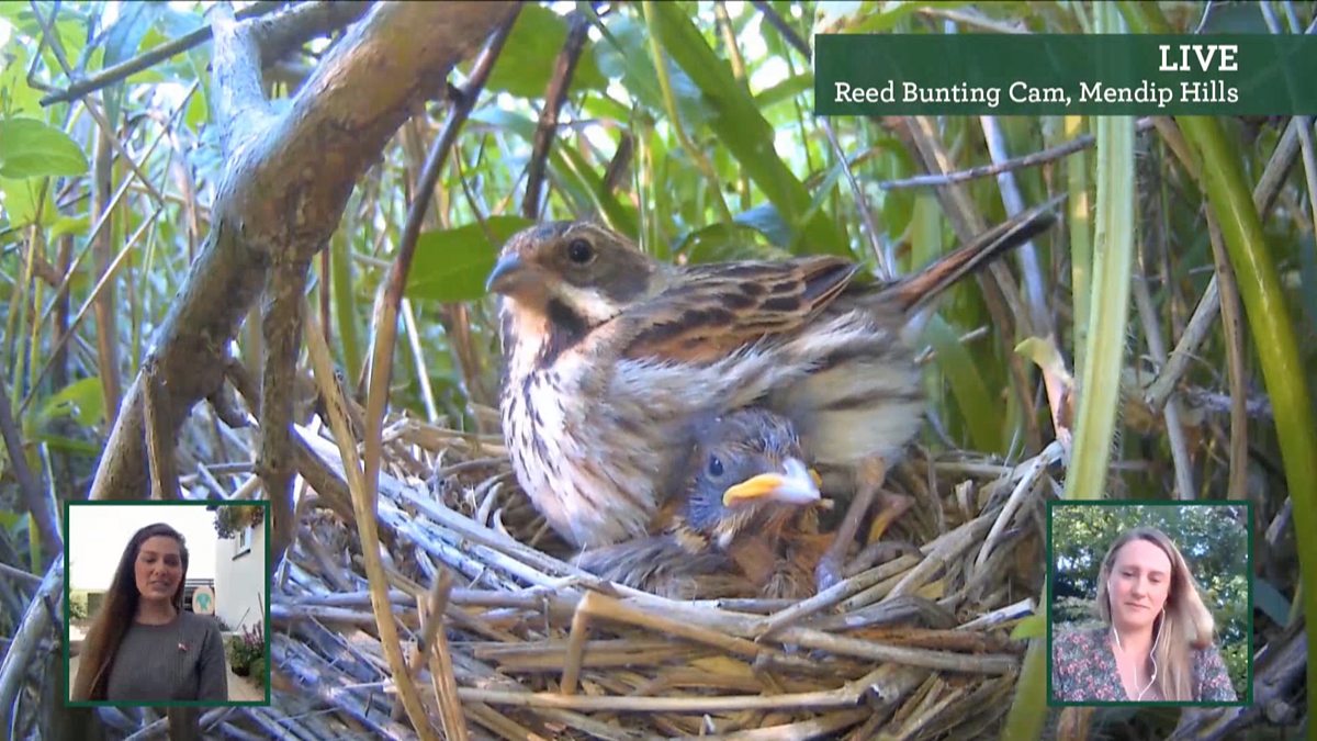 BBC Two - Springwatch, 2020, News from the Nests – 29th May