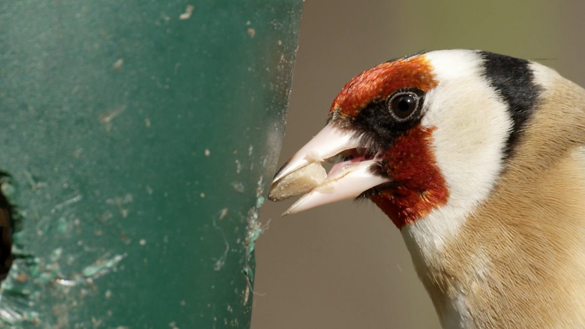 BBC Two - Springwatch, 2020, Episode 4, Bird feeder brawl