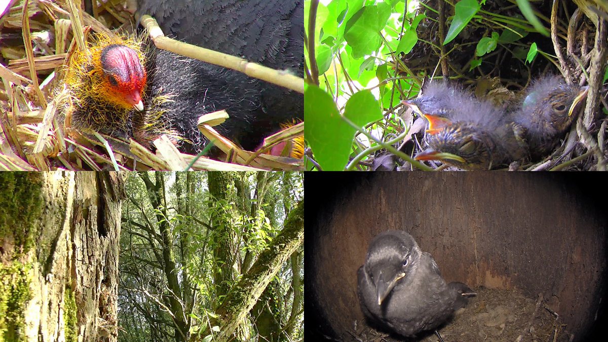 BBC Two - Springwatch Multiview