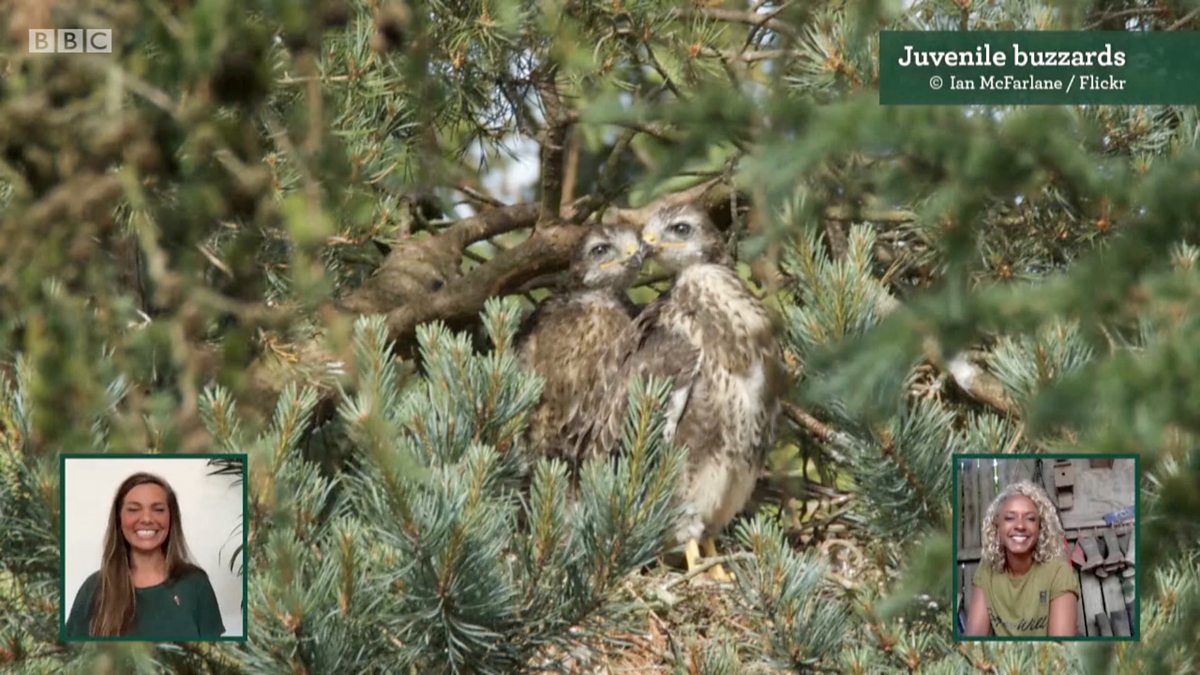 BBC Two - Springwatch, 2020, Wildlife from your Window – 3rd June