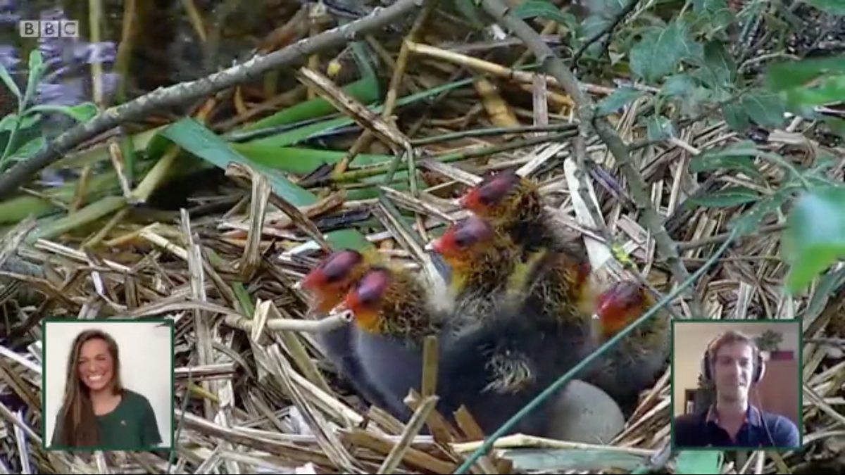 BBC Two - Springwatch, 2020, News from Nests – 3rd June