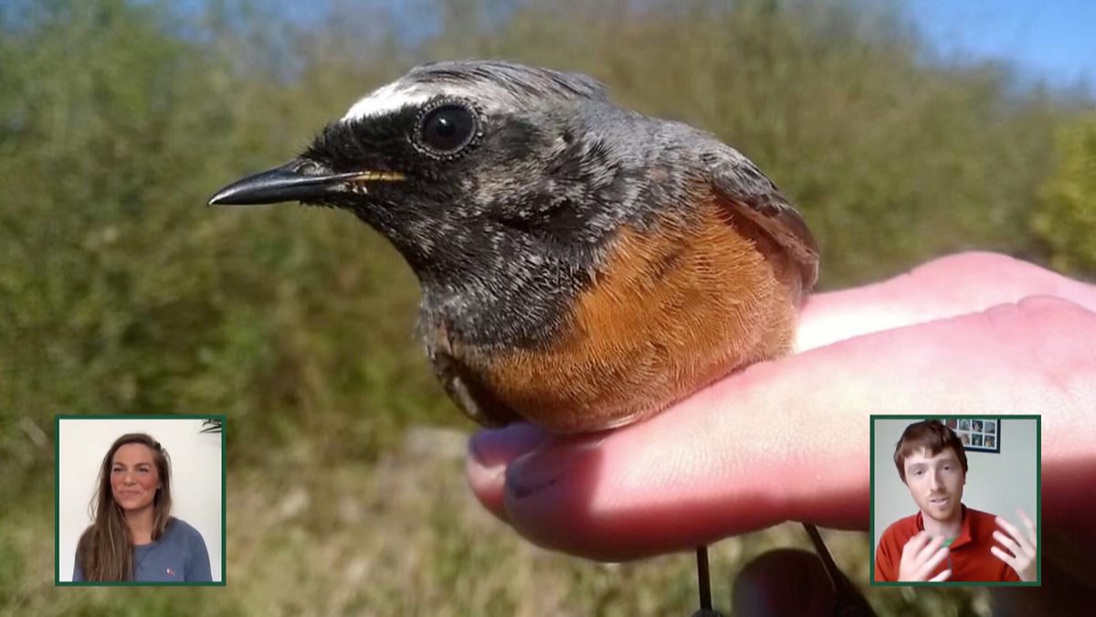 BBC Two - Springwatch, 2020, News from the Nests – 4th June