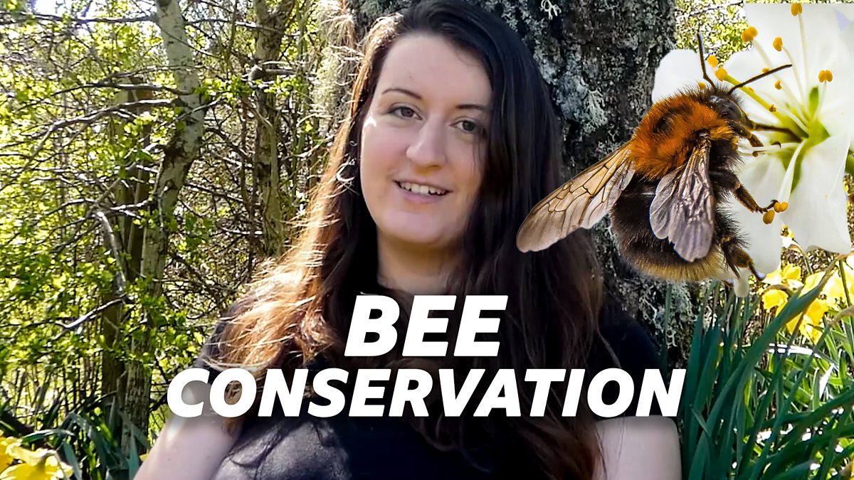 BBC - The Social, Tips For Looking After The Bees