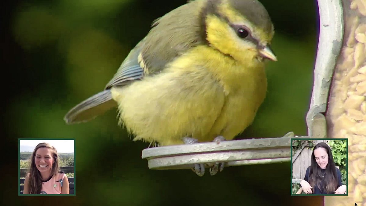 BBC Two - Springwatch, 2020, News from the nests – 8th May