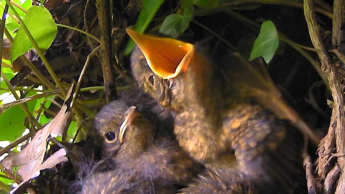 BBC Two - Springwatch, 2020, If animals sang like humans... Volume 3