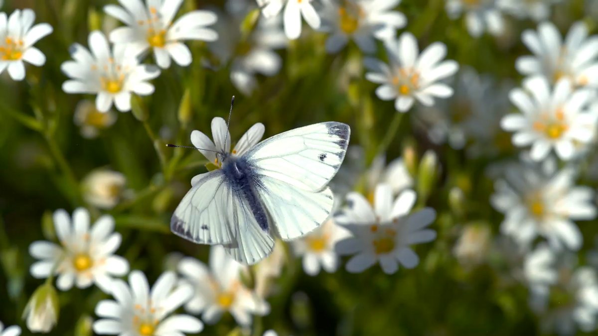 BBC Two - Springwatch, 2020, Iolos Williams' Welsh wildflowers