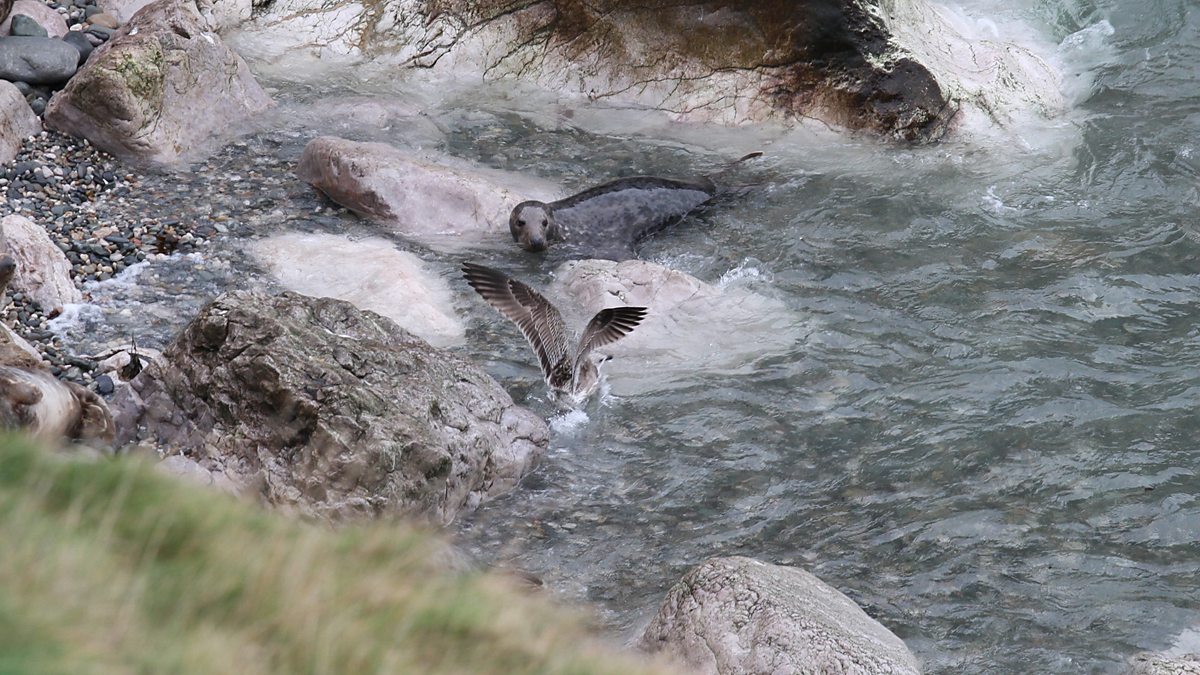BBC Blogs - Springwatch - Seals: Watching me, watching you...