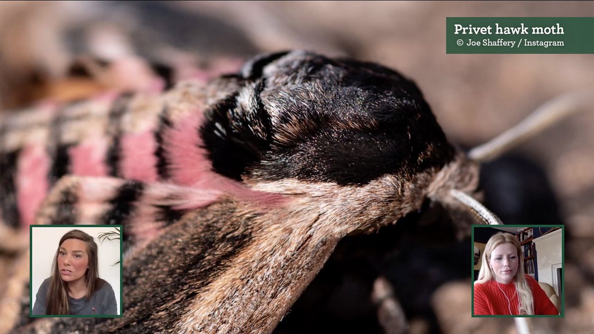 BBC Two - Springwatch, 2020, Wildlife from your Window – 11th June