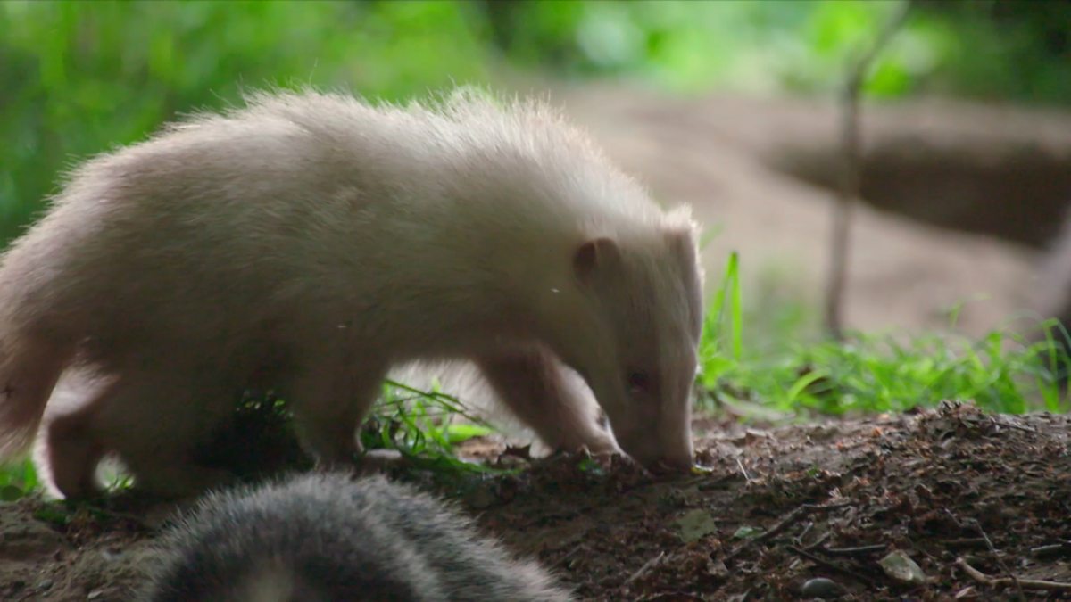 BBC Two - Springwatch, 2020, Episode 1, A blond badger