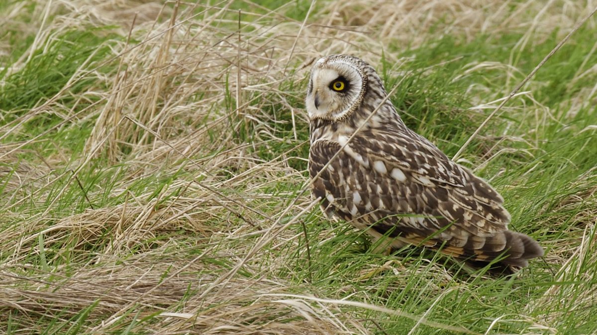 BBC Two - Springwatch, 2020, The flight of the short-eared owl