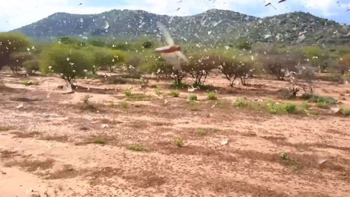 BBC World Service - Discovery, East Africa's biggest locust swarms in ...