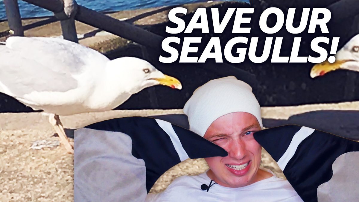 BBC - The Social, Think Of The Seagulls