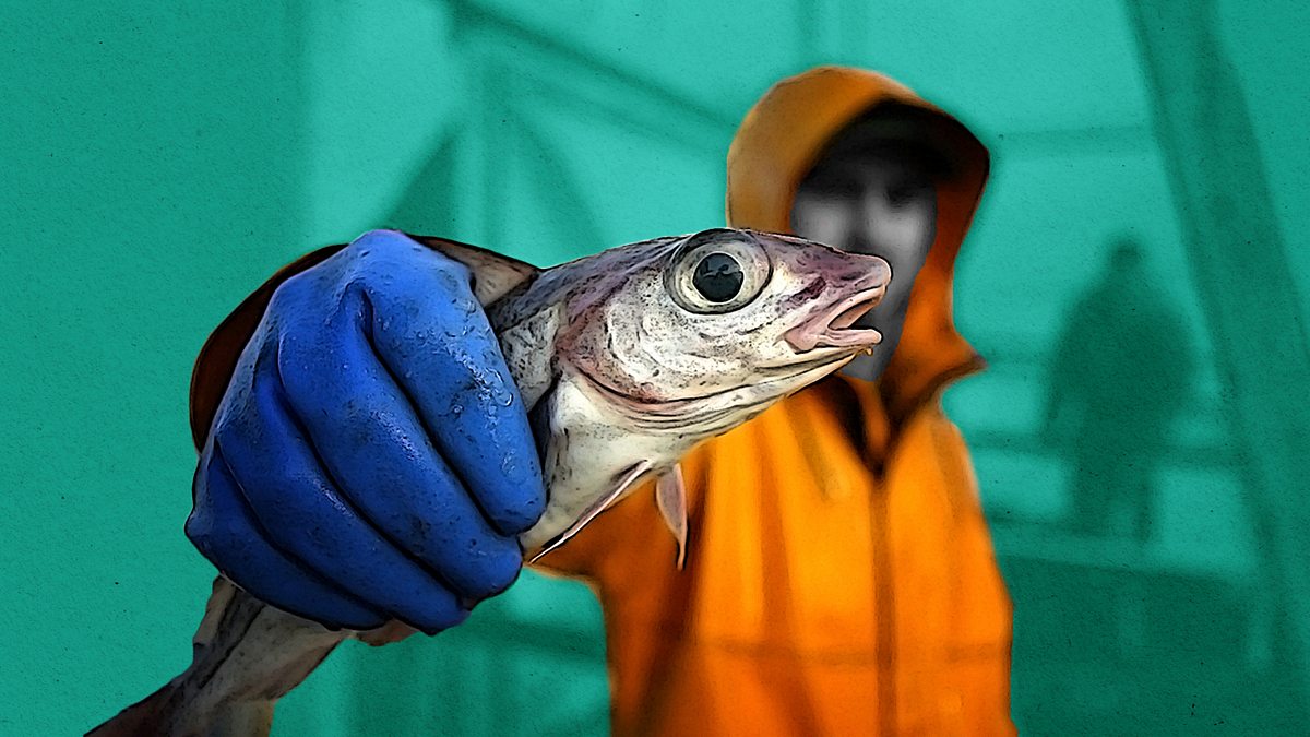 BBC World Service - The Food Chain, Is lockdown good news for fish?