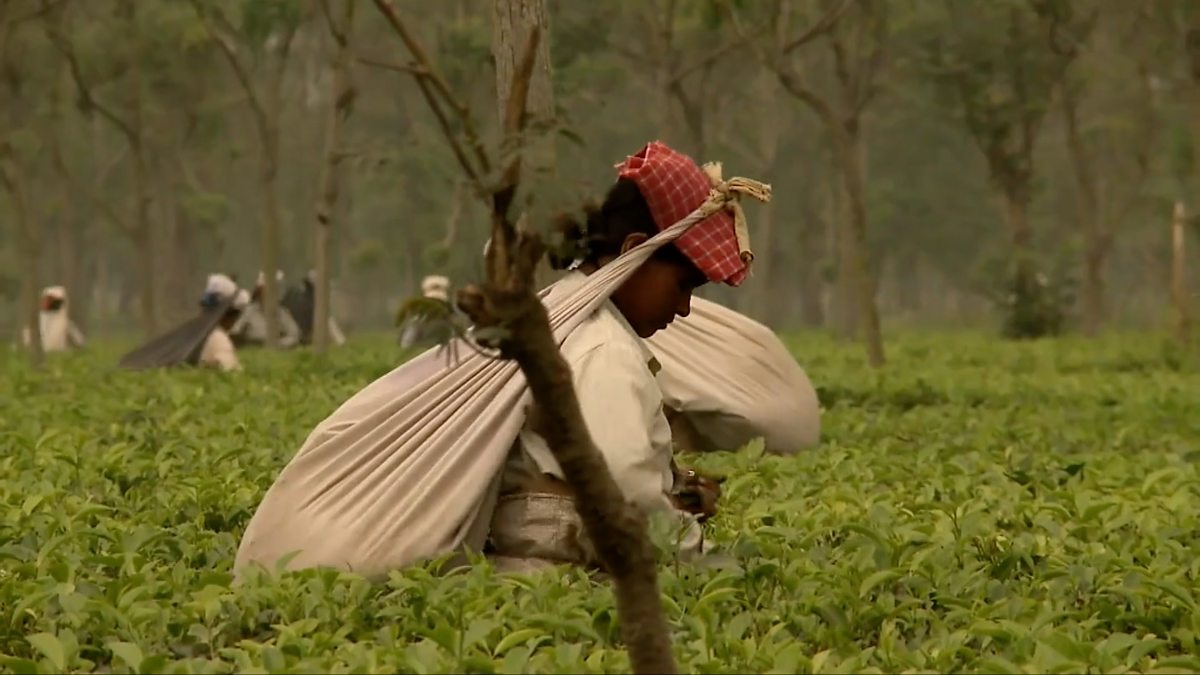 BBC World Service - WorklifeIndia, How are India’s tea workers ...