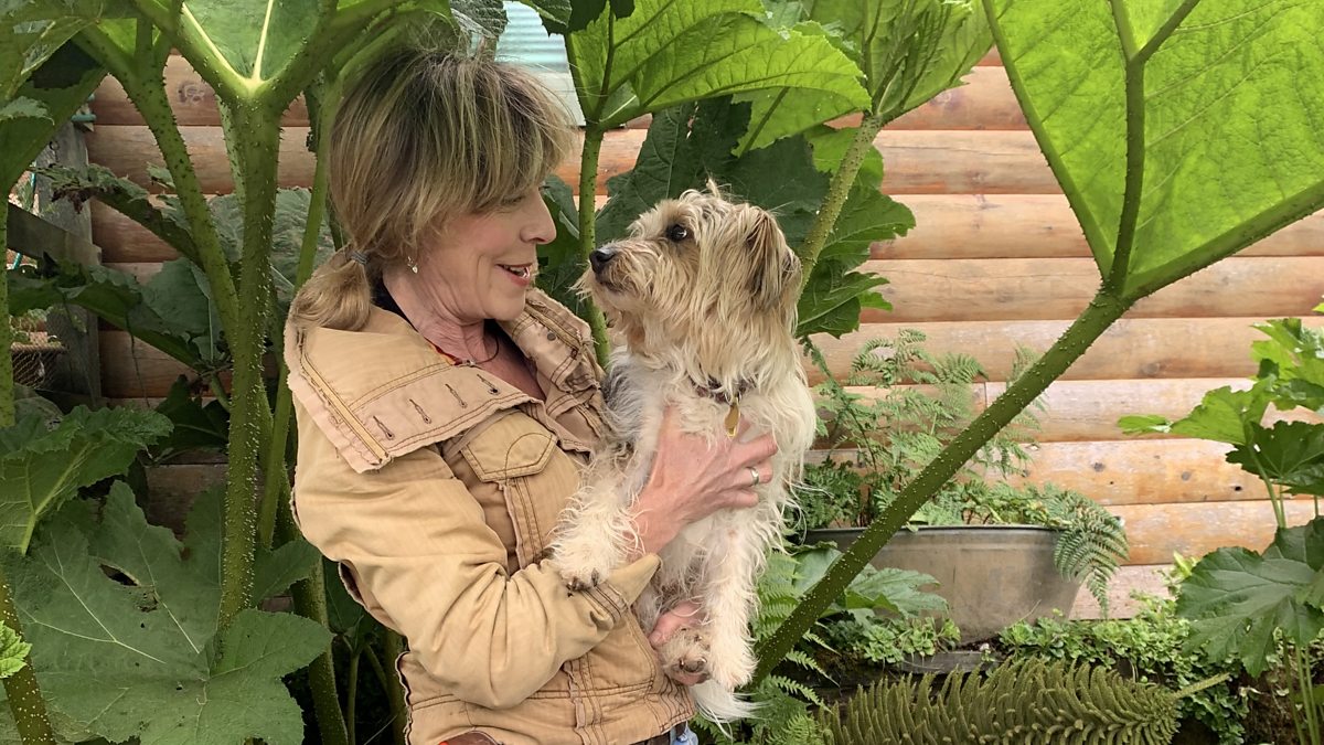 BBC Radio Cornwall - Jack Murley, "... if it stays still long enough, I ...