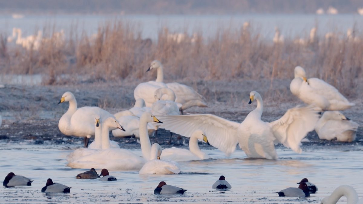 BBC Two - A Wild Year, Series 1, The Fens, Thousands of migrant whooper ...