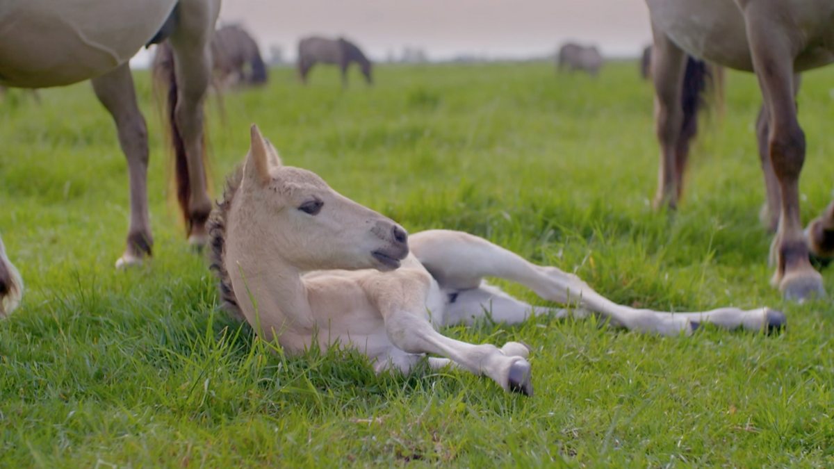 BBC Two - A Wild Year, Series 1, The Fens, A Konik pony foal takes its ...