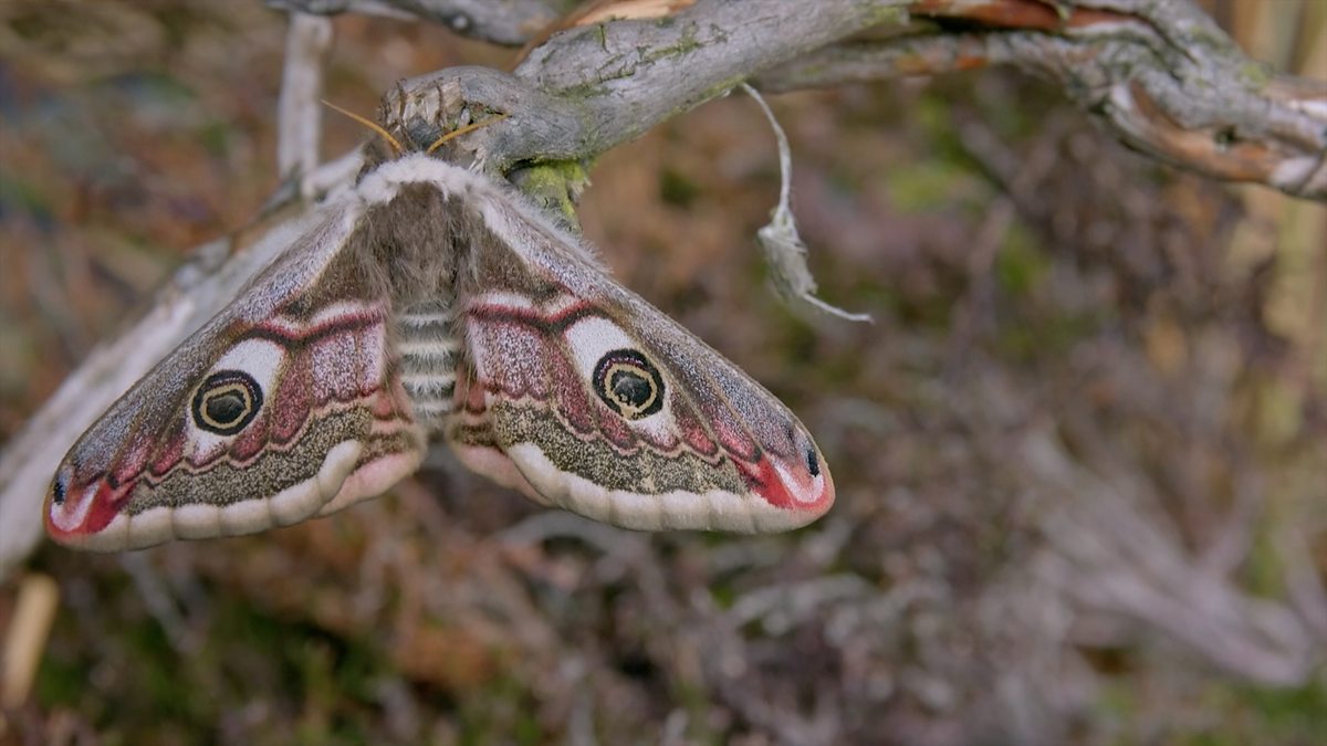 BBC Two - A Wild Year, Series 1, The North York Moors, Emperor moth ...